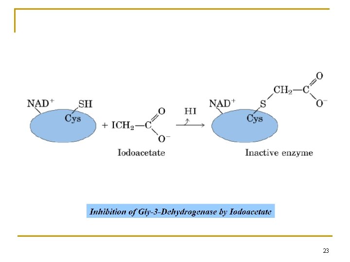 CHAPTER 9 ENERGY METABOLISM NAD BIOLOGICAL OXIDATION 1