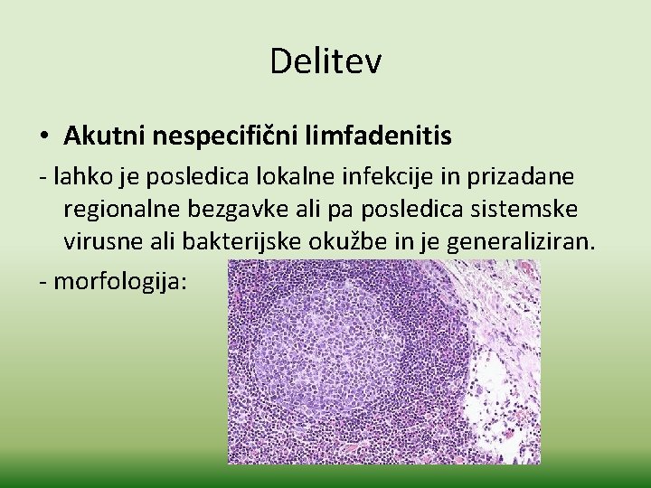 MALIGNI LIMFOMI Avtorji Katka Glamnik Gea Novak Darja