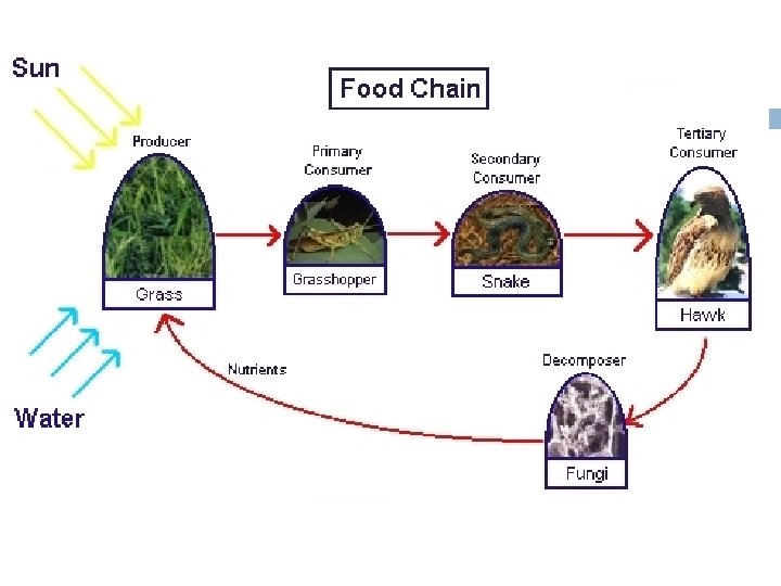 FOOD CHAINS AND FOOD WEBS Lesson 6 August