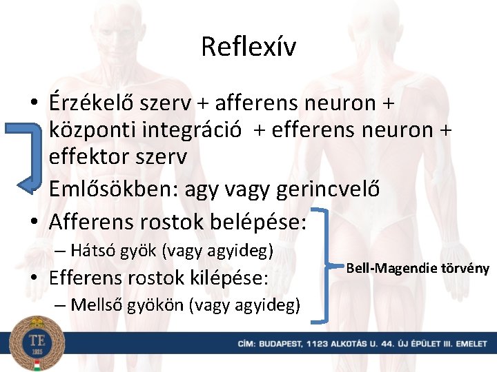 Mozgstan mozgsfejlds neurobiolgia Oktat Katona Pter Reflexek Reflexv