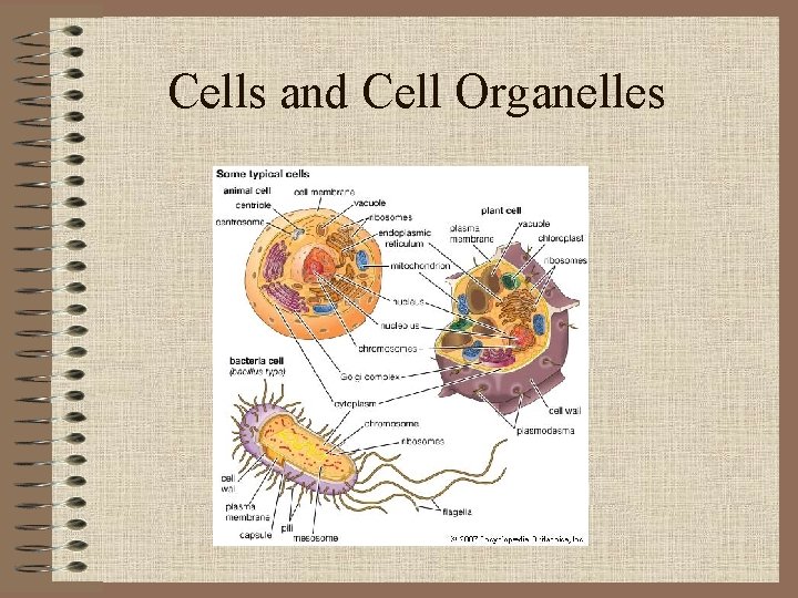 Cells and Cell Organelles History Anton Van Leeuwenhoek
