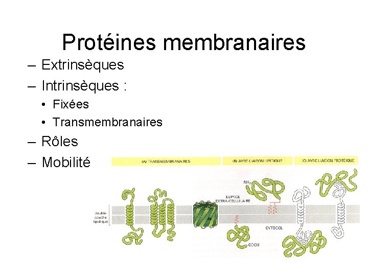 Protines membranaires Extrinsques Intrinsques Fixes Transmembranaires ...