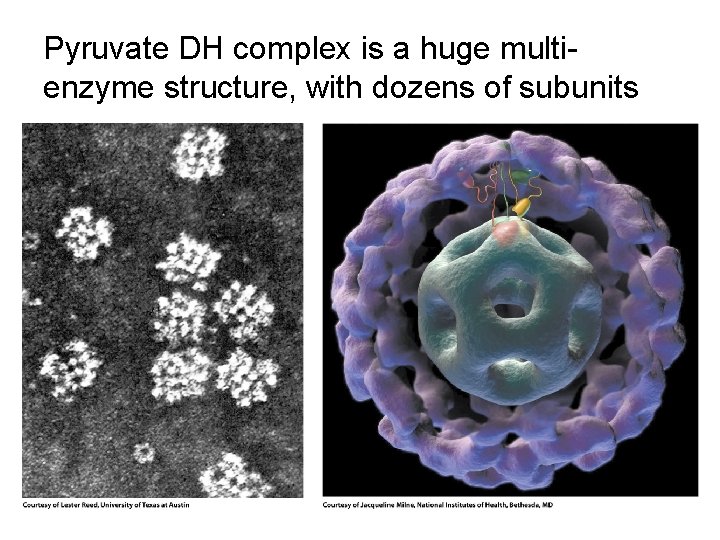 The breakdown of sugars proteins and fats converges