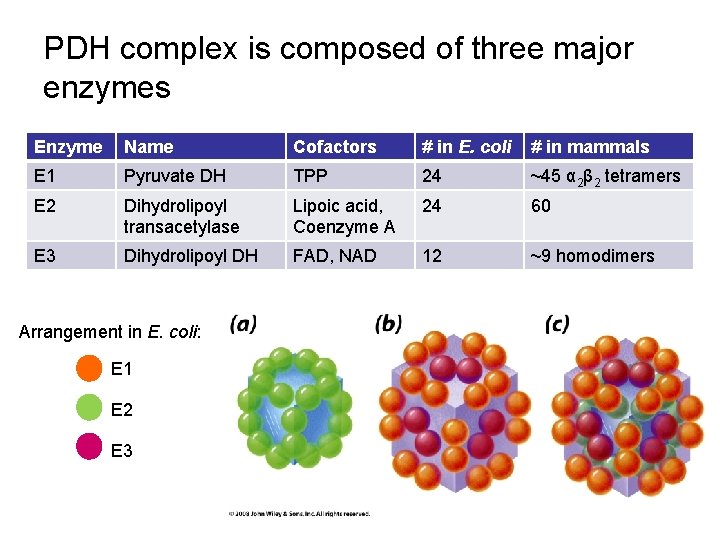 The breakdown of sugars proteins and fats converges