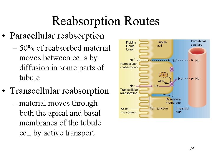 Chapter 26 The Urinary System Kidneys ureters urinary