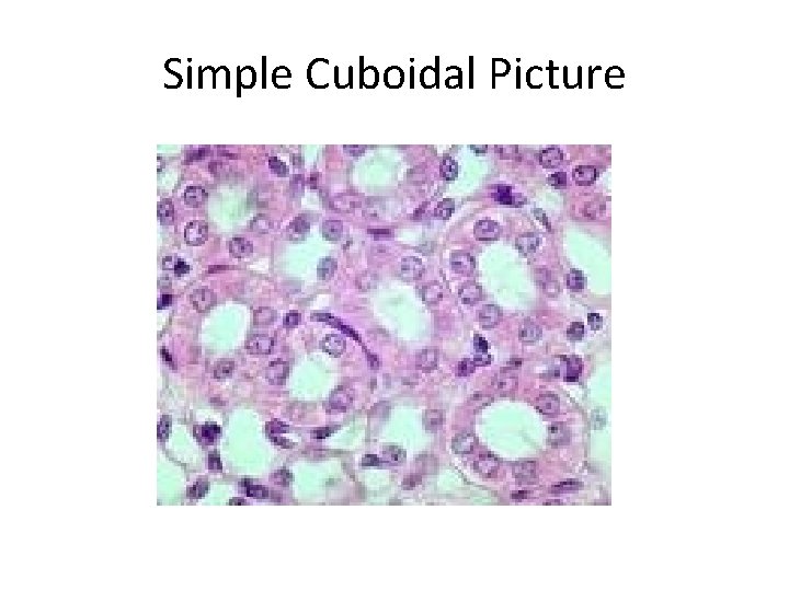 Histology Tissues Groups of cells similar in structure