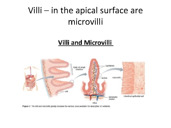 Histology Tissues Groups of cells similar in structure