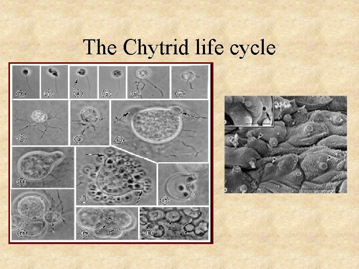 Chytridiomycosis Materials produced by Michael Mc Fadden Unit