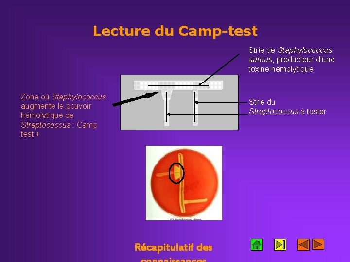 LES COQUES GRAM Rcapitulatif des L observation microscopique
