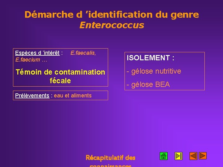 LES COQUES GRAM Rcapitulatif des L observation microscopique