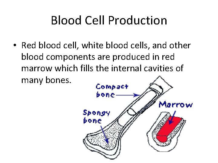 Bone Structure and Skeletal System Chapters 6 7
