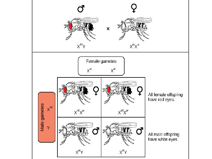 Pola Pewarisan Gen Tunggal dan Interaksi Antar Gen