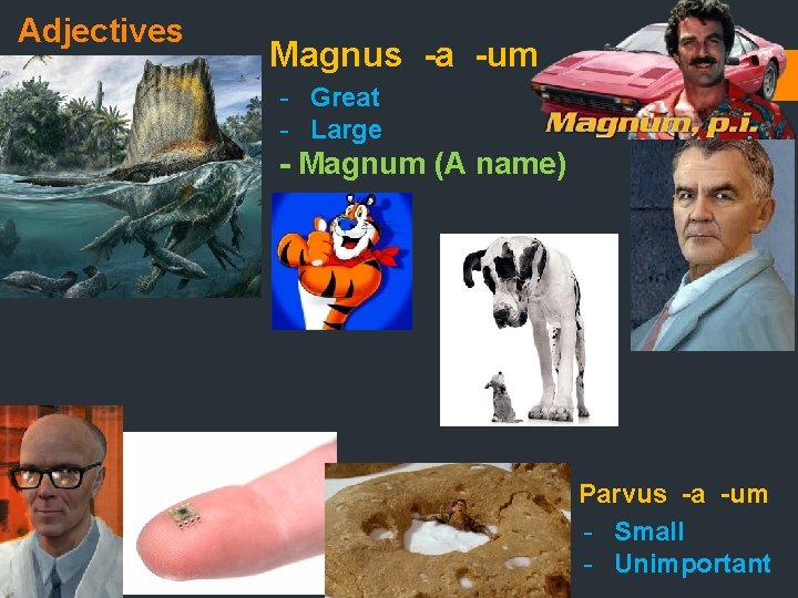 Pensum A Nilus fluvius est Nilus et Rhenus