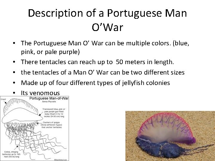 Portuguese Man OWar Chelsea Evans Evelin Ruiz Table