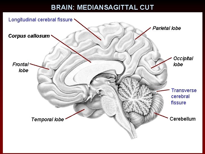 Nervous system brain spinal cord Dr L Kiss