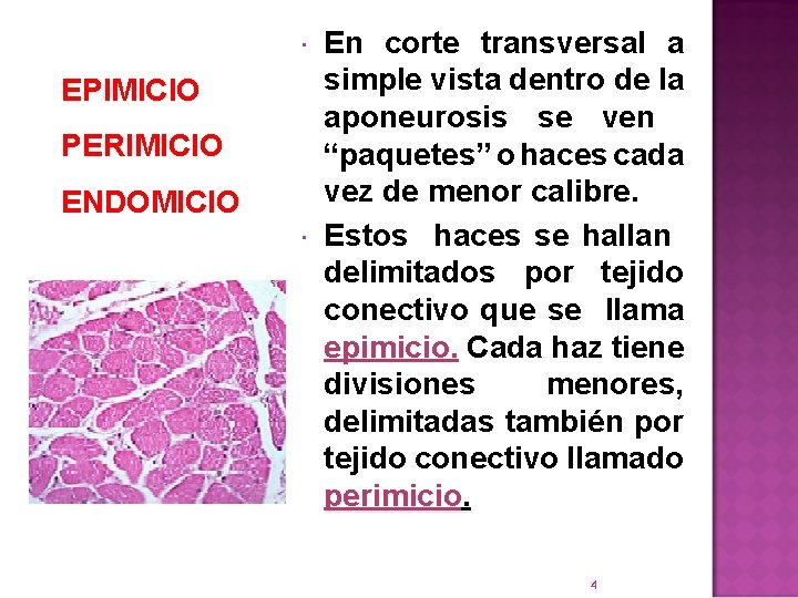 MUSCULO ESQUELTICO 1 GENERALIDADES En vista macroscpica La