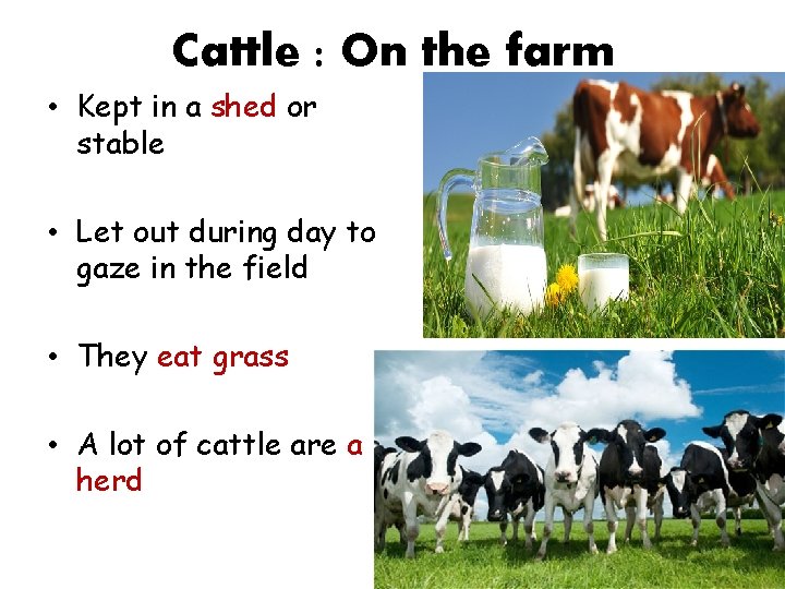 Farm animals Pigs Sheep and goats Cattle Chickens