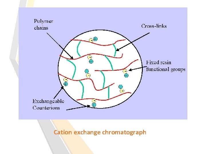 Lab 6 Separation of Molecules by Ion Exchange
