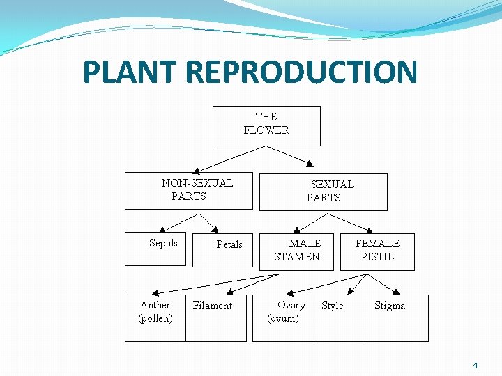 SOMATIC EMBRYOGENESIS HISTORY The capacity of flowering plants
