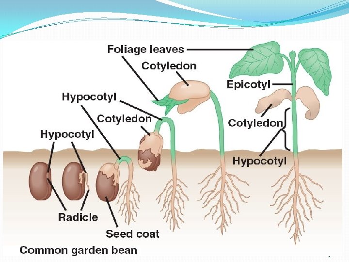 SOMATIC EMBRYOGENESIS HISTORY The capacity of flowering plants