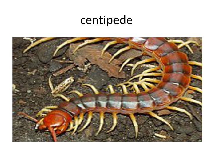 Terrestrial Arthropods Hexapods and Myrapods Evolutionary Perspective 750