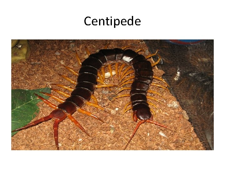 Terrestrial Arthropods Hexapods and Myrapods Evolutionary Perspective 750