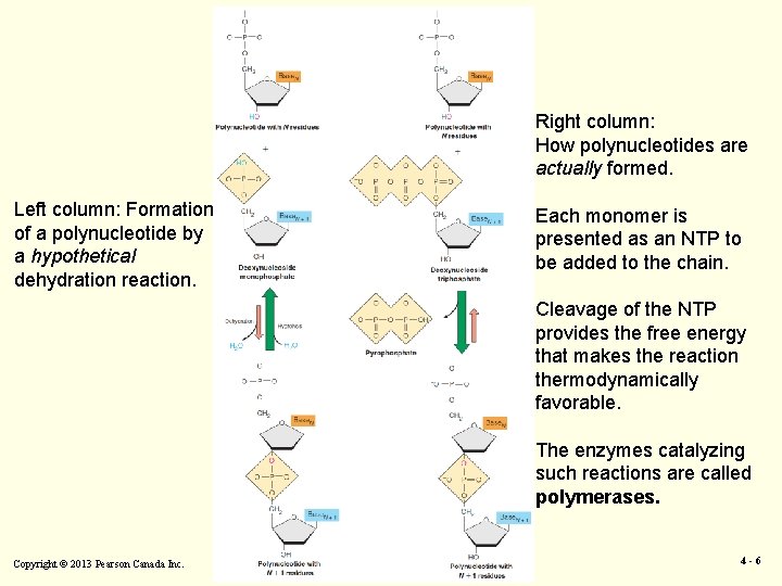 Biochem Handout 3 Nucleic Acids Copyright 2013 Pearson