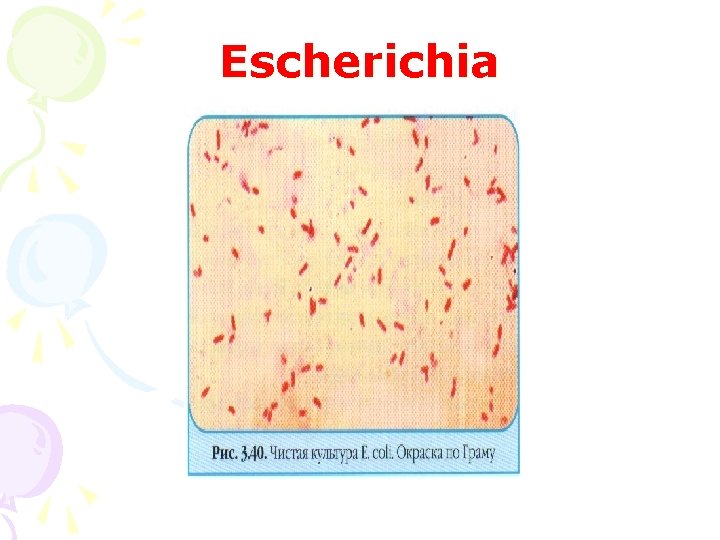 Enterobacteria Biological characteristic and classification of genera ...