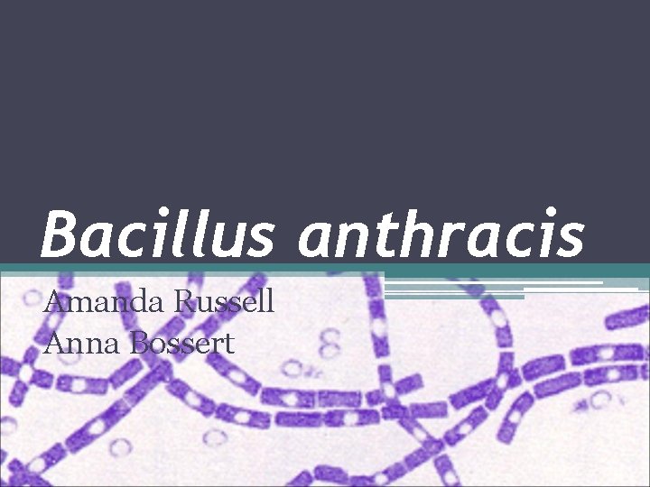 Bacillus anthracis Amanda Russell Anna Bossert Taxonomy Kingdom