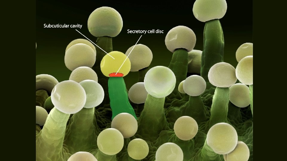 The Future of Cannabis Genetics Jonathan Page Cannabis