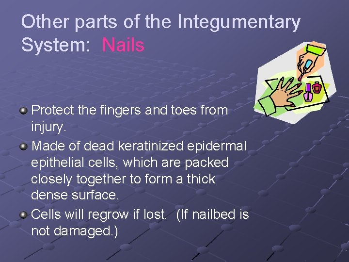Integumentary System Introduction Layers of the Skin Glands