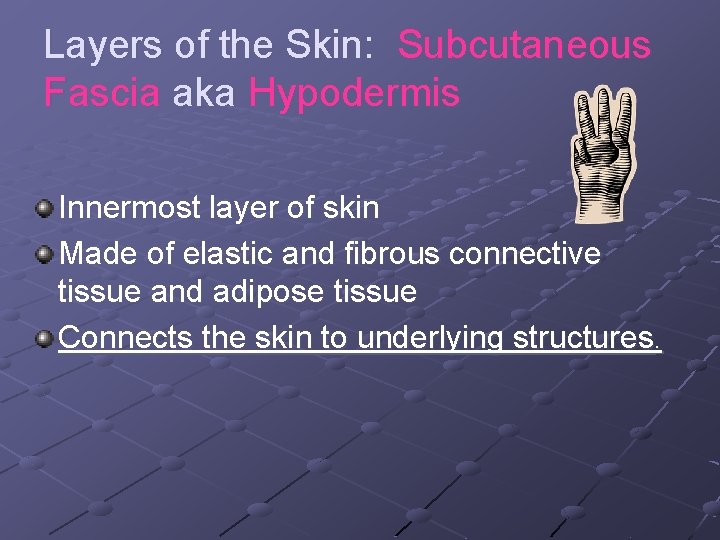 Integumentary System Introduction Layers of the Skin Glands