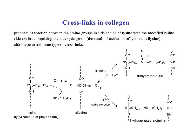Lecture 9 Protein crosslinking in food structure and