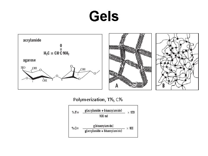 Lab 5 d SDSPAGE Electrophoresis Separates molecules based