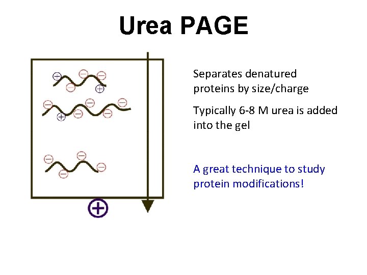 Lab 5 d SDSPAGE Electrophoresis Separates molecules based