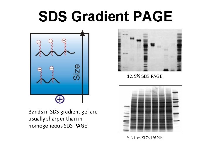 Lab 5 d SDSPAGE Electrophoresis Separates molecules based