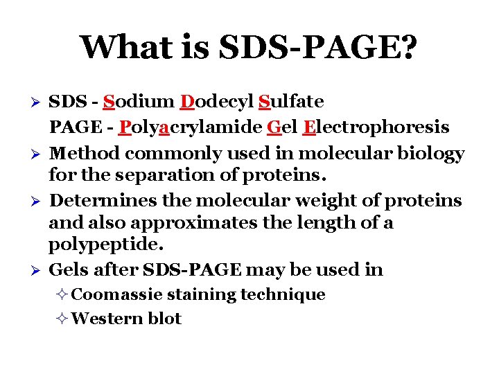 Lab 5 d SDSPAGE Electrophoresis Separates molecules based