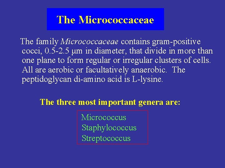 The Prokaryotes Section 1 Bacteria Section 2 Actinomycetes