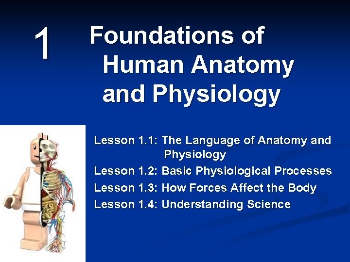 1 Foundations of Human Anatomy and Physiology Lesson