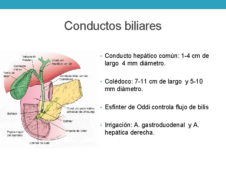 COLECISTITIS Mara de los Angeles Serrano Wiesner Vescula