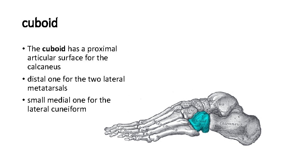 Foot ankle anatomy By Fatemeh Javadi Bones Calcaneus