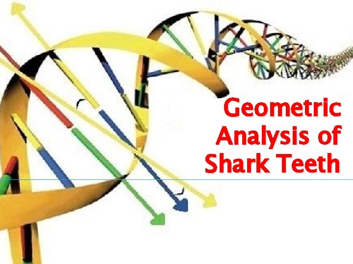Geometric Analysis of Shark Teeth Math Nature The