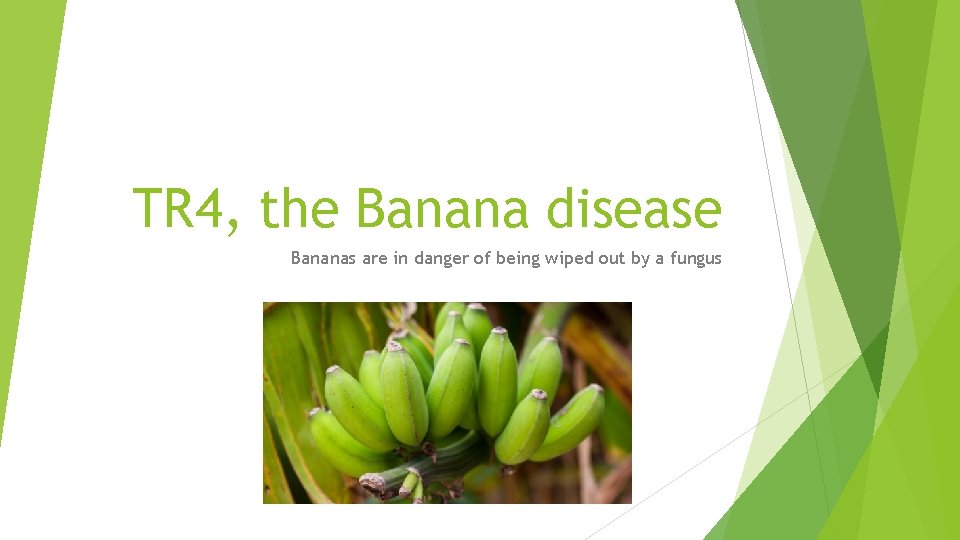 TR 4 the Banana disease Bananas are in