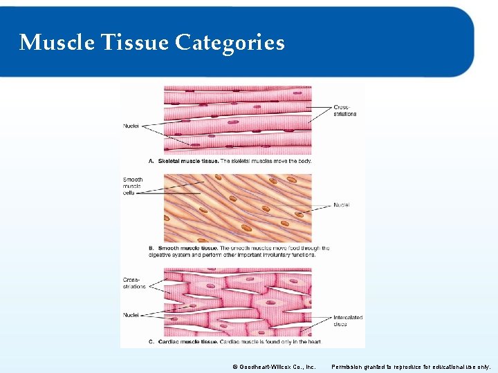 5 The Muscular System Lesson 5 1 Muscle