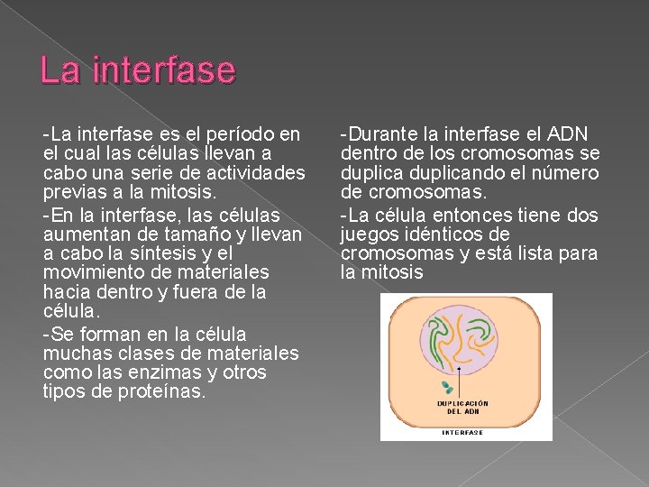 Mitosis Reproduccin celular Biologa 2 Medio Colegio Altas