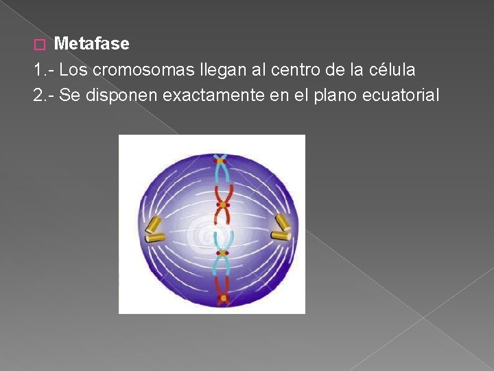 Mitosis Reproduccin celular Biologa 2 Medio Colegio Altas