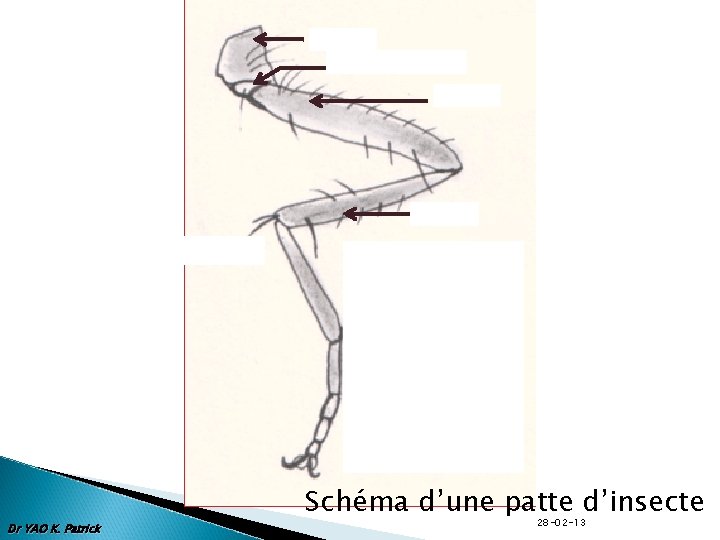 Organes locomoteurs chez les Insectes Pattes et ailes