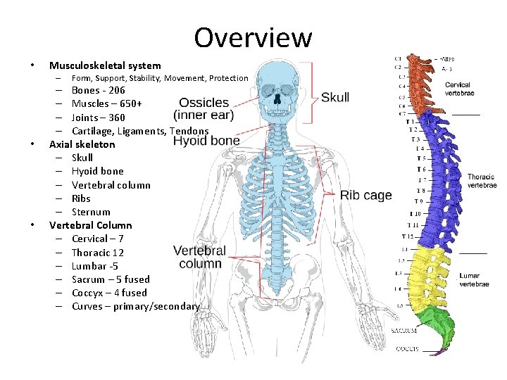 Cervical Region To provide mobility and stability to