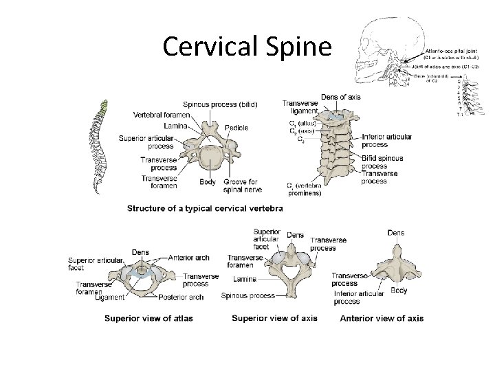 Cervical Region To provide mobility and stability to