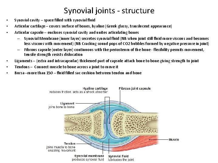 Cervical Region To provide mobility and stability to